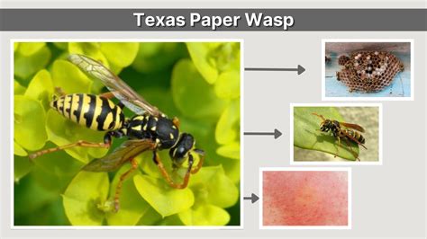 Texas Paper Wasp Identification Behavior Nesting