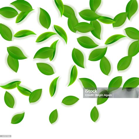Daun Hijau Jatuh Teh Segar Daun Rapi Terbang Ilustrasi Stok Unduh