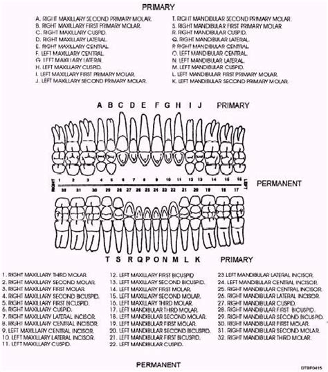 Tooth Numbering And Naming Dental Assistanthygienist Pinterest