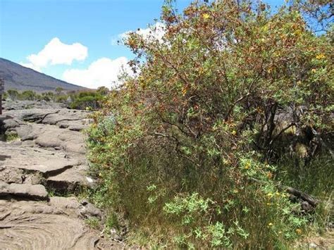 Hypericum Lanceolatum Subsp Angustifolium Lam N Robson Třezalka