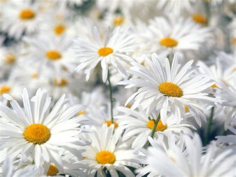 Margaritas Blancas White Flower Wallpaper, Spring Flowers Wallpaper ...