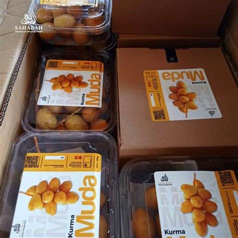 Jual Kurma Muda Kuning Kurma Muda Barhee Asli Kurma Muda Promil Di