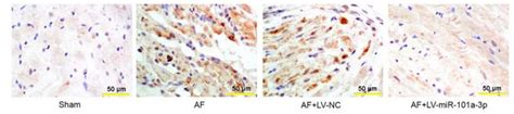 Ezh2 Antibody Affinity Biosciences