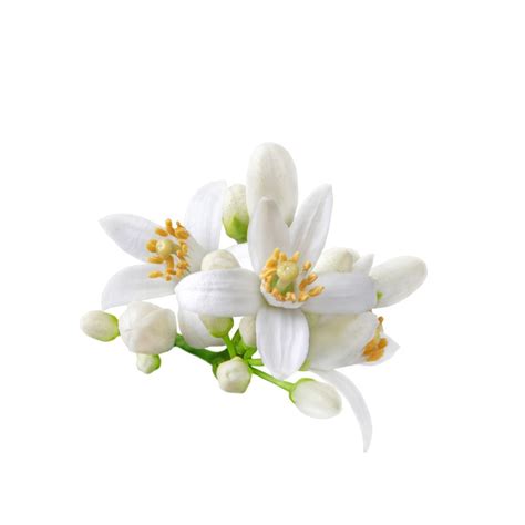 Best Orange Blossom Perfume Bon Parfumeur Paris