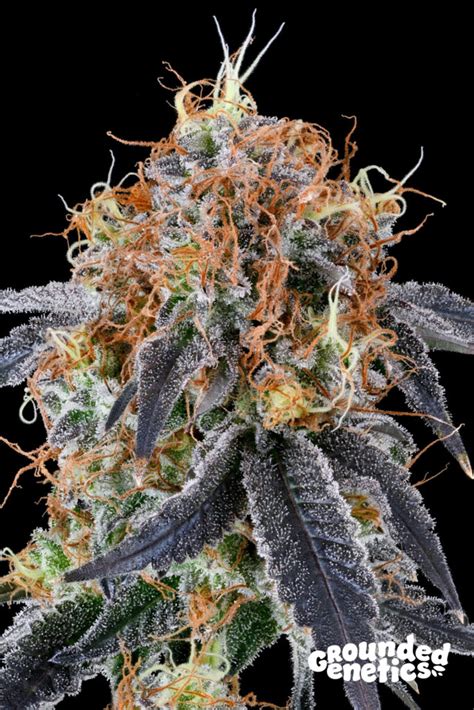 Zilk Road Ozark X Z Road Grounded Genetics