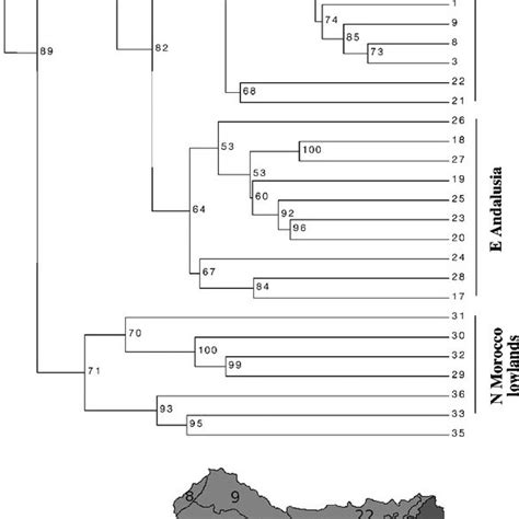 Hierarchical Cluster Analysis Upgma Representation Showing The