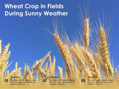 Crop Powerpoint Templates Slides And Graphics