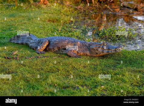 Yacare Caiman Caiman Yacare Near Cambyreta Esteros Del Ibera