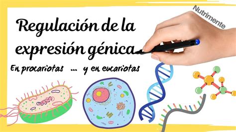 Regulaci N De La Expresi N G Nica En Procariotas Y Eucariotas Youtube