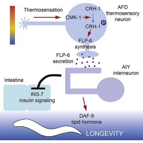 A C Elegans Thermosensory Circuit Regulates Longevity Through Crh 1creb Dependent Flp 6
