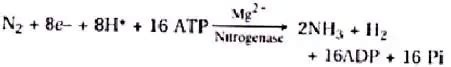 Nitrogen Fixation Definition Importance Processes Biology Notes