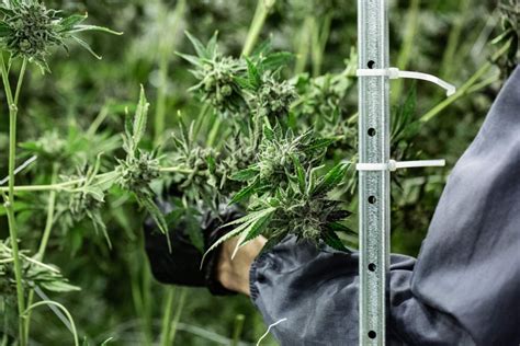 Behind The Bag With Hytek Cultivation Grove Bags