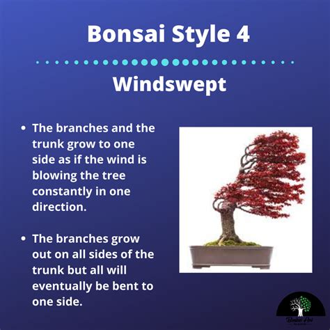 Bonsai Style 9 Double Twin Trunk Artofit
