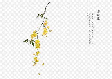 手绘花卉png图片素材下载图片编号7931233 Png素材网
