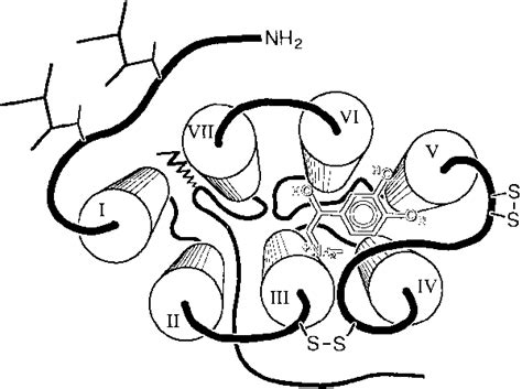 Proposed Arrangement For The Transmembrane Helices Of The I3radrenergic