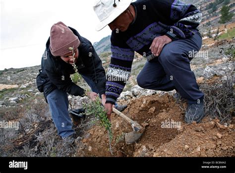 Israeli Peace Activist Planting Olive Trees With A Palestinian Man In