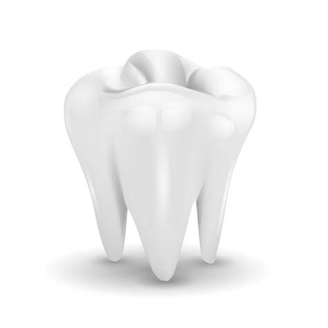 Vector Tooth — Stock Vector © Mssa 8649394