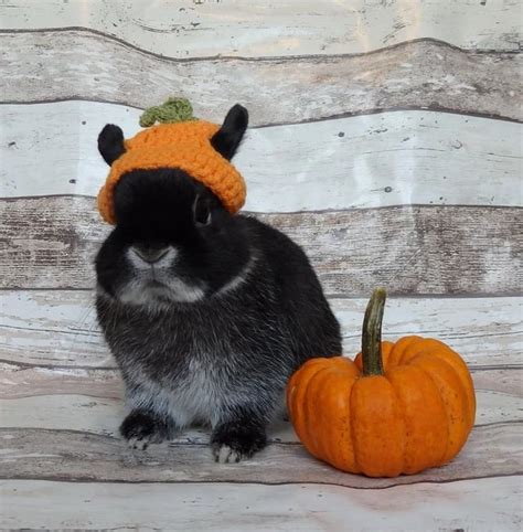 Bunny Vs Rabbit Debunking The Age Old Myths Everyone Has About Them