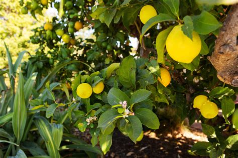 Dwarf Lemon Tree