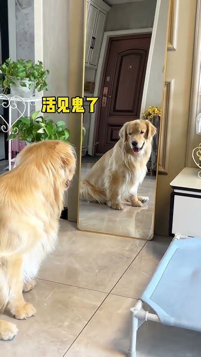 当狗子第一次看见镜子里的自己，这反应真是笑不活了 Youtube
