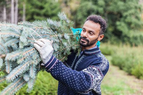 How To Keep Your Christmas Tree Alive Preserve And Care For Your Tree