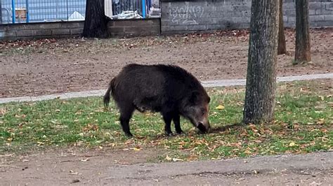 Stefano Violati Morto Dopo Incidente Contro Un Cinghiale Le Indagini E Un Altro Drammatico