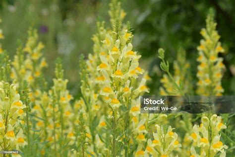 노란도 아마 또는 일반적인 아마 위 드로 알려진 Linaria 불가리 스 꽃 0명에 대한 스톡 사진 및 기타 이미지 0명