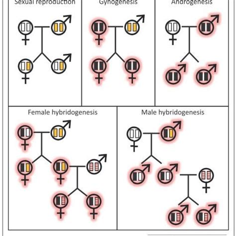 Inheritance Patterns For Sexual Parasites And Their Hosts Taken From Download Scientific
