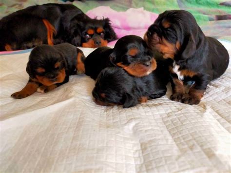 Chiots Cavalier King Charles à vendre Petite Annonce chien