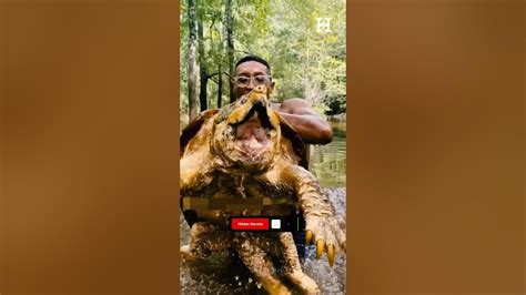 Dangerous Turtle 💀 Viralvideos Facts Shortsfeed Efacts Ytshorts Youtube