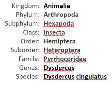 Taxo4254 Dysdercus Cingulatus