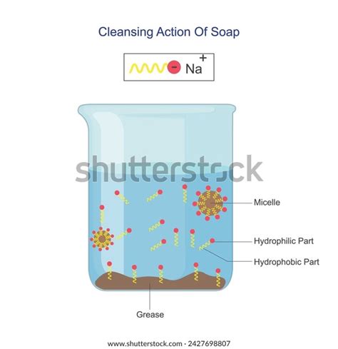 Cleansing Action Soap Structure Soap Water Stock Vector Royalty Free 2427698807 Shutterstock