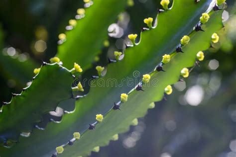 Trees And Flowers Of Euphorbia Antiquorum Linntriangular Spurge Stock