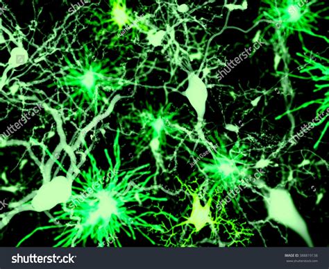 Brain Cells Marked By Fluorescence Light Stock Illustration 388819138