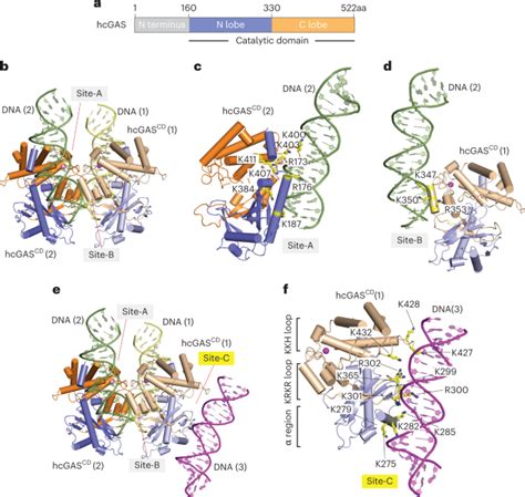 Cgamp Activated Cgas Sting Signaling Its Bacterial Origins And