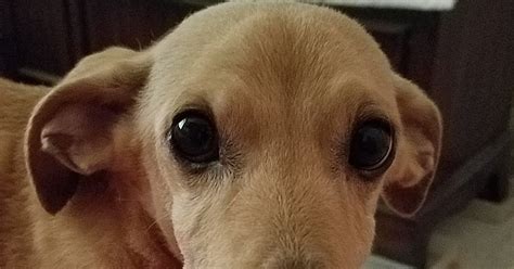 View From The Birdhouse Dear Abby Summer Linky Dachshunds And