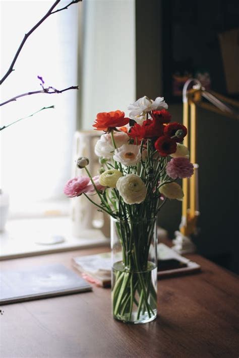 Безкоштовне стокове фото в приміщенні Ranunculaceae Ranunculus