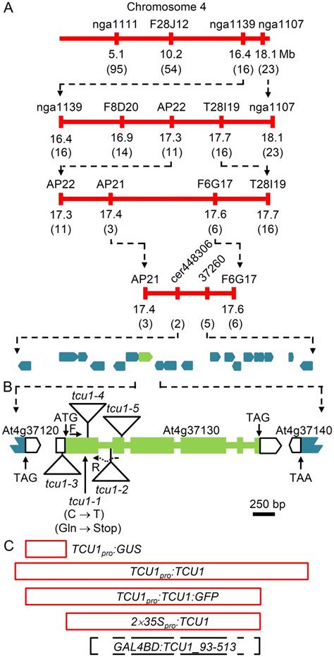 A Map Based Cloning Strategy The Molecular Markers Used For Linkage