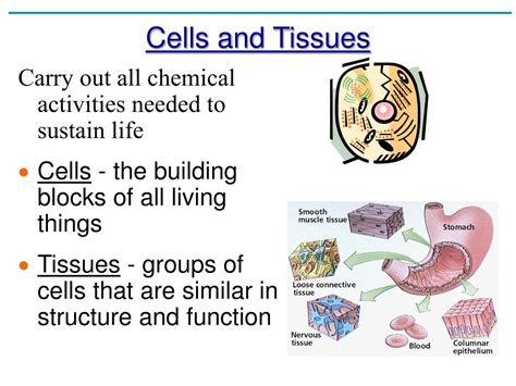 Ppt Chapter 3 Cells And Tissues Cell Anatomy Powerpoint