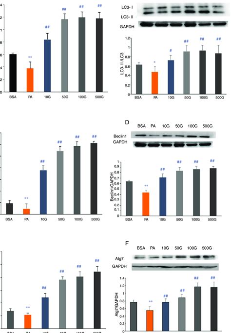 Liraglutide Reversed The Decrease In Autophagy Related Proteins In