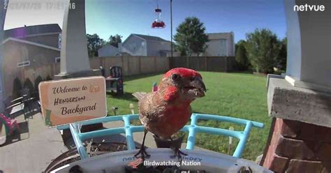 Honest Hands On Test Netvue Bird Feeder Camera Review Birdwatching Nation