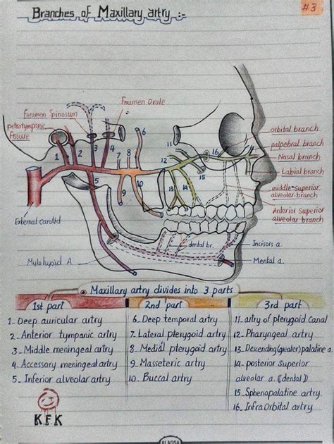 Maxillary Artery Mnemonic Artofit