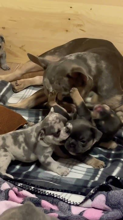 Французский бульдог щенки французского бульдога Youtube