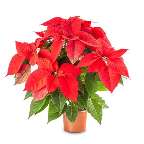 Fotos De Christmas Poinsettia Fotos De Stock Gratuitas De Gran Calidad