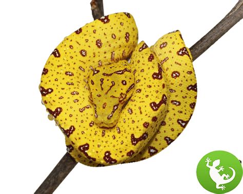 Cheap Uscb “sorong Merauke X Biak” Designer Green Tree Python