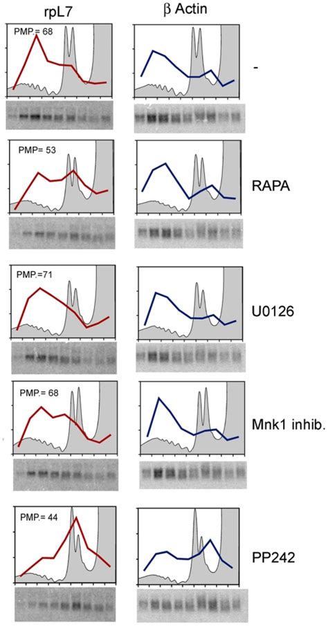 Ren Cells Were Treated As Indicated And Total Extracts Were Loaded On