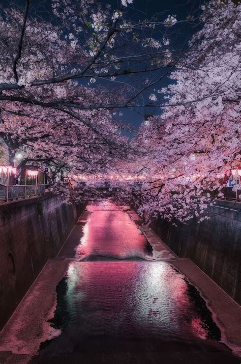 Night Cherry Blossom Wallpaper Iphone We Have A Massive Amount Of