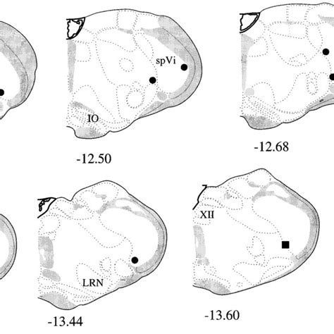 Location Of Muscimol Injections In The Nucleus Raphe Magnus Download Scientific Diagram