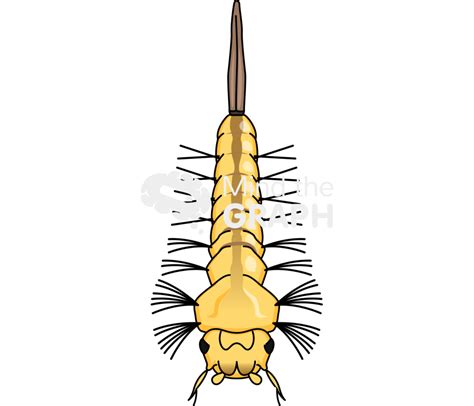 Free Culex Pipiens Larvae Icons Symbols Pictures And Images Mind The Graph