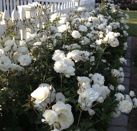 What Is The Best Shrub Rose At Katie Eliott Blog